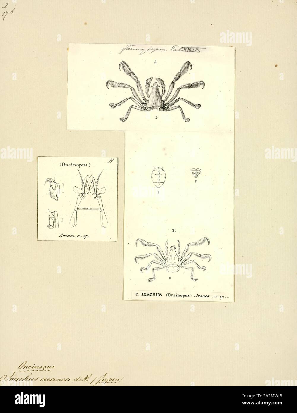 Inachus aranea, Print Stock Photo - Alamy