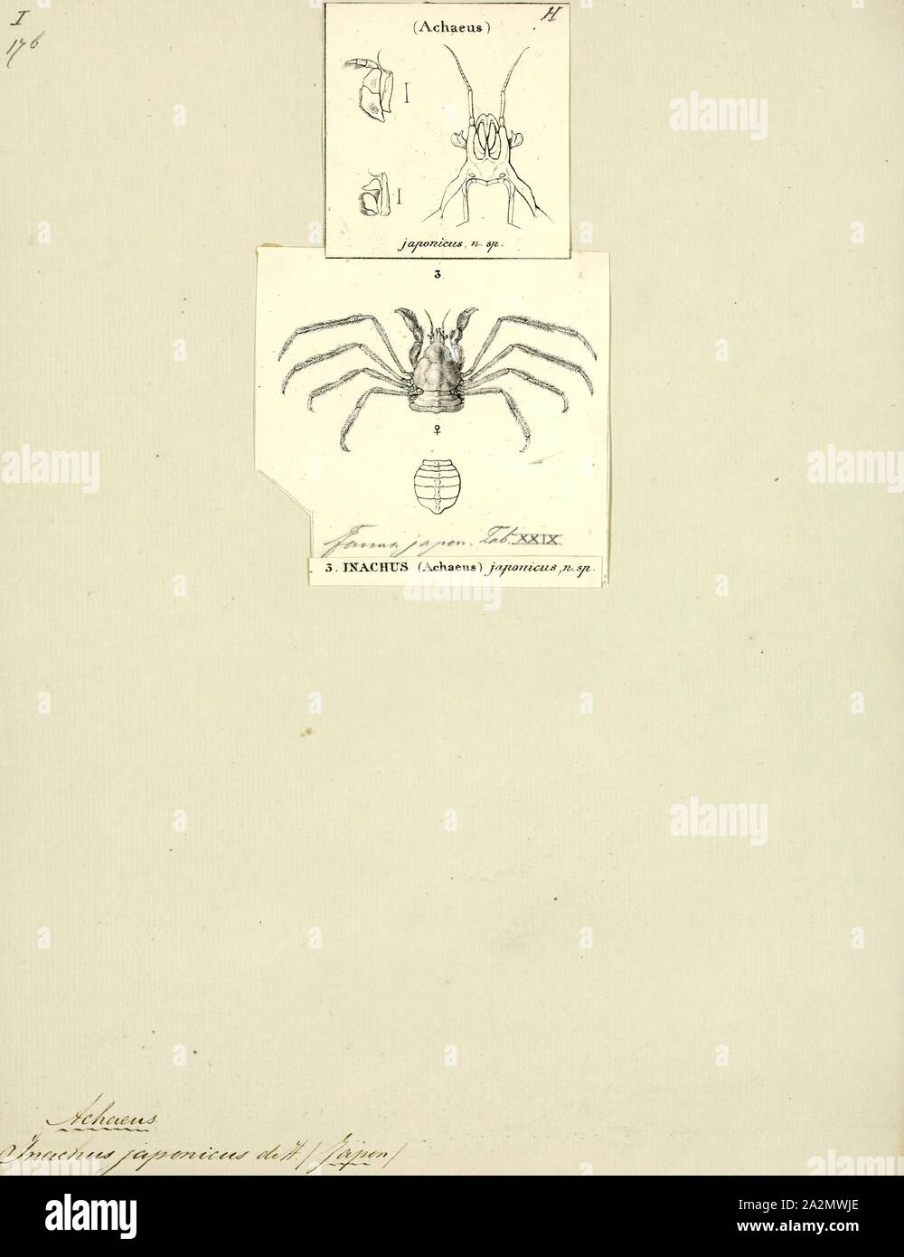 Inachus japonicus hi-res stock photography and images - Alamy