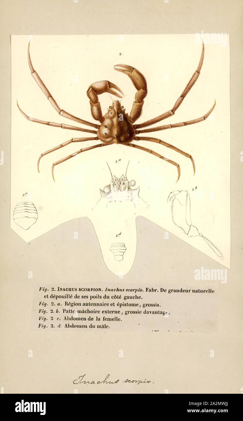 Inachus scorpio, Print Stock Photo - Alamy