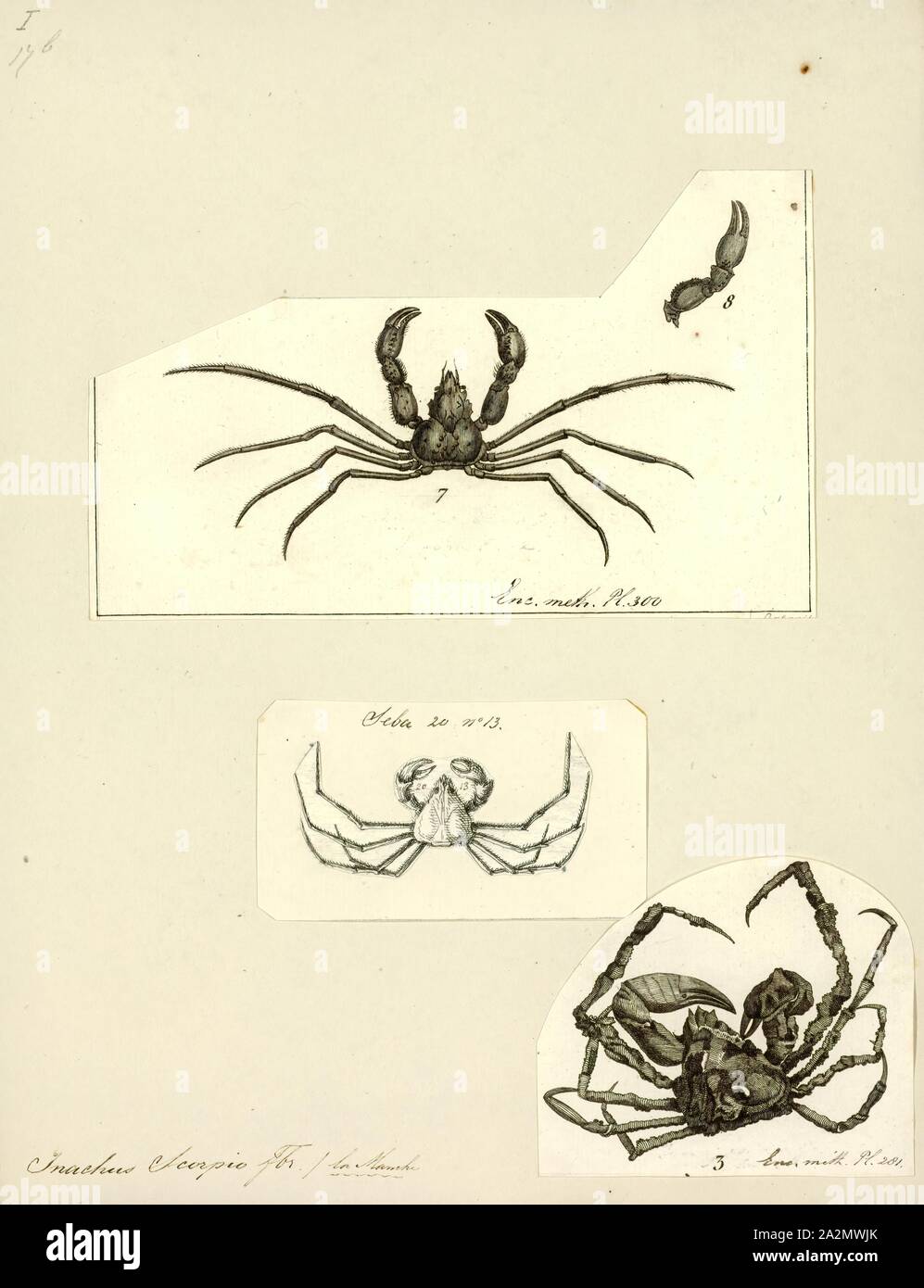 Inachus scorpio, Print Stock Photo - Alamy