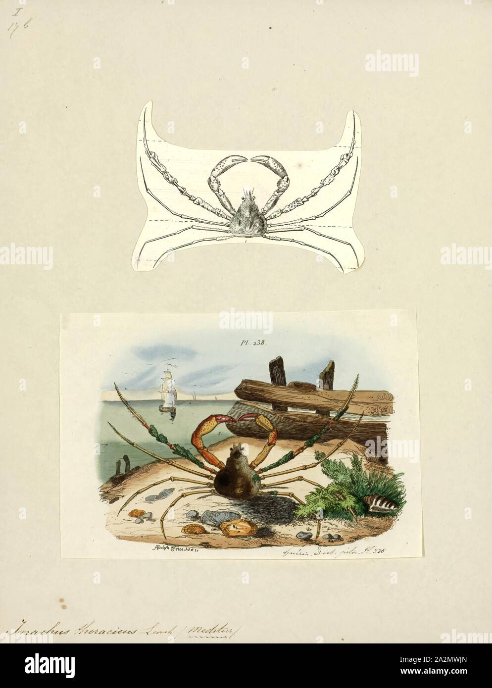 Inachus thoracicus, Print Stock Photo - Alamy