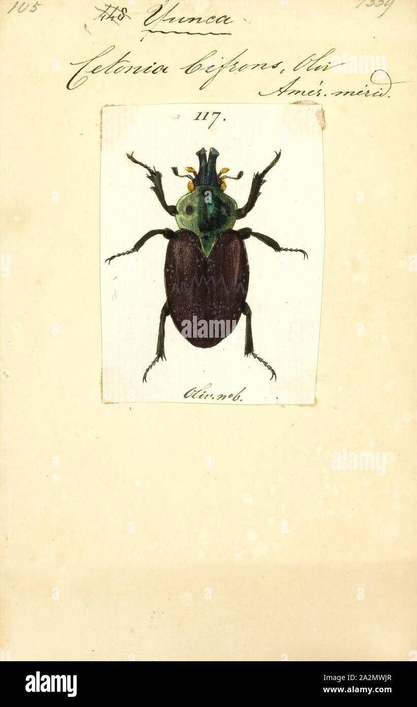 Print of an inca hi-res stock photography and images - Alamy