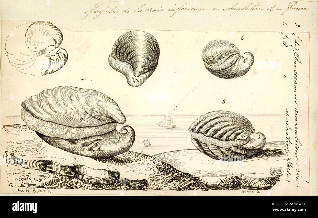 Inoceramus concentricus, Print, Inoceramus is an extinct genus of ...