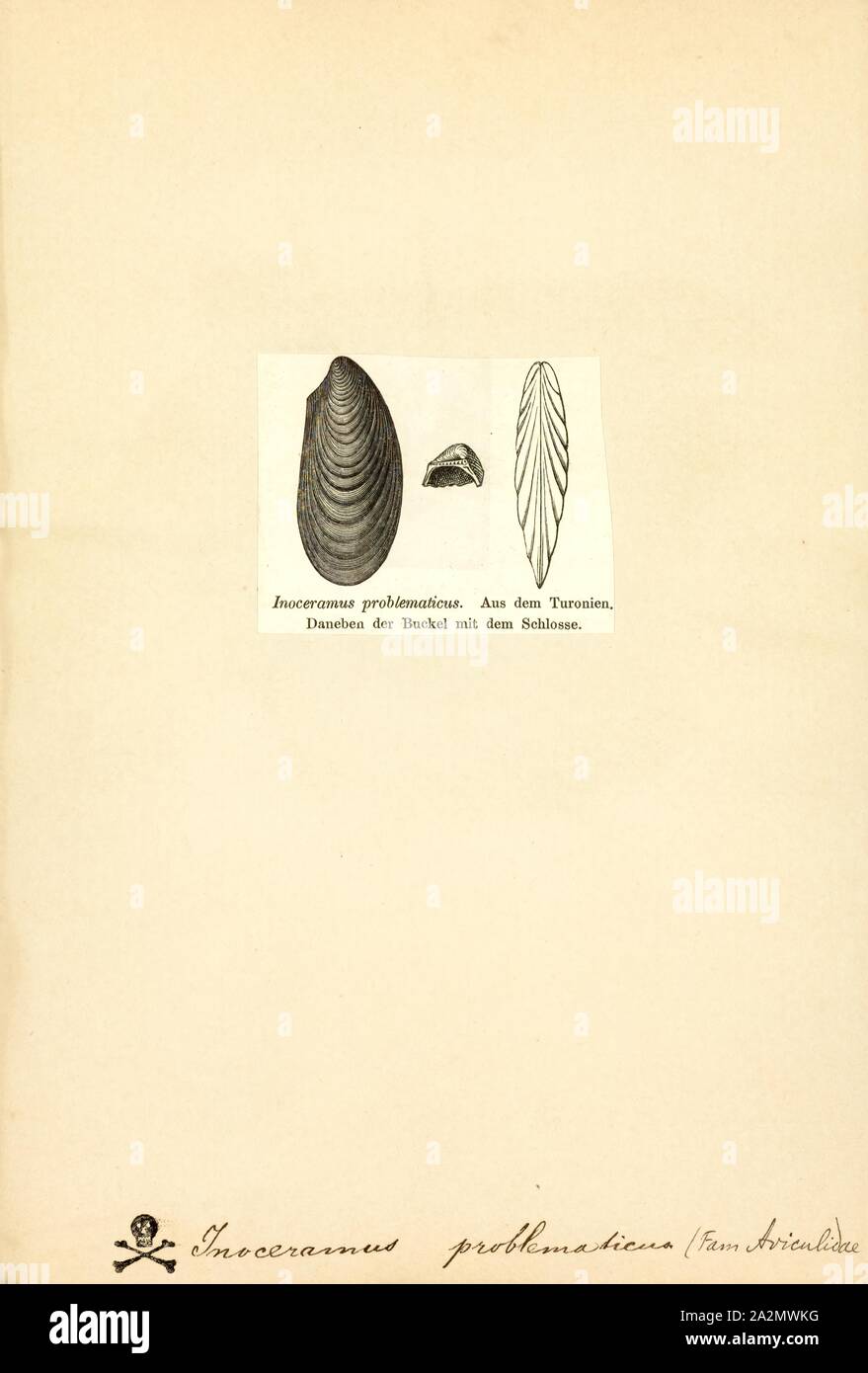 Inoceramus problematicus, Print, Inoceramus is an extinct genus of ...