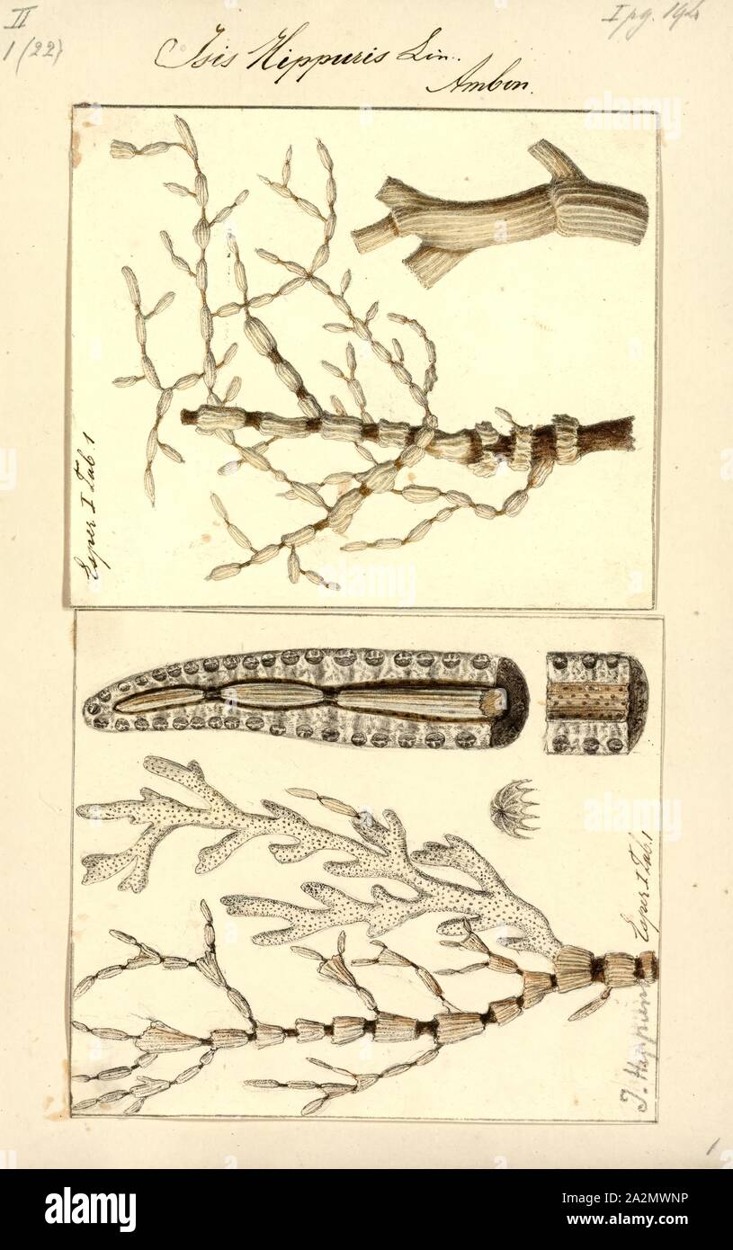 Isis hippuris, Print, Isis hippuris is a species of bamboo coral found ...