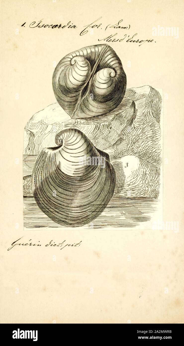 Isocardia cor, Print, Glossus (bivalve), Glossus is a genus of mostly ...