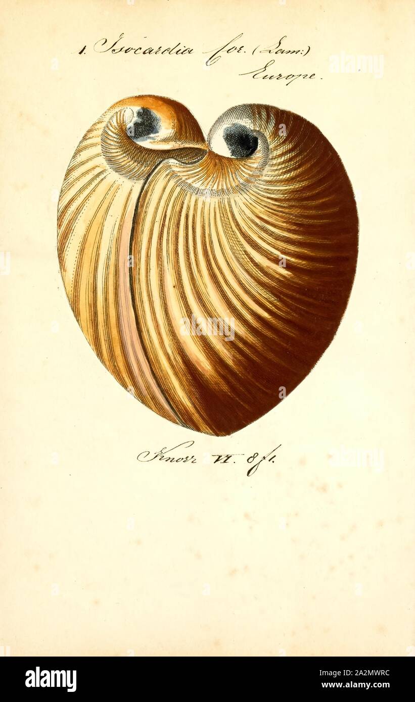 Glossidae hi-res stock photography and images - Alamy