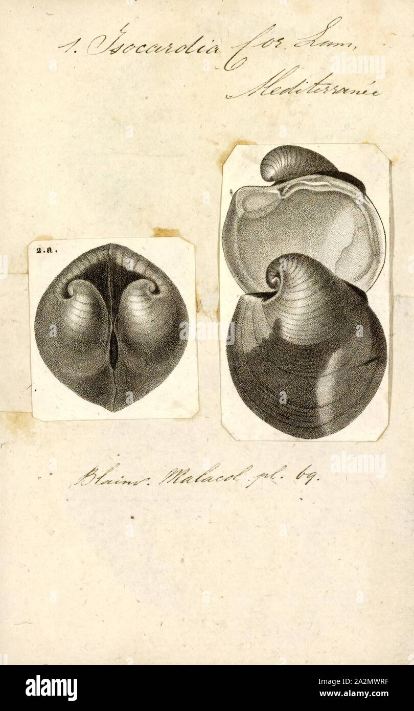 Isocardia cor, Print, Glossus (bivalve), Glossus is a genus of mostly ...