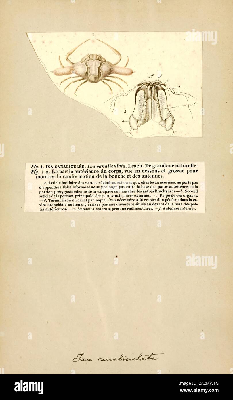 Indo pacific pebble crabs hi-res stock photography and images - Alamy