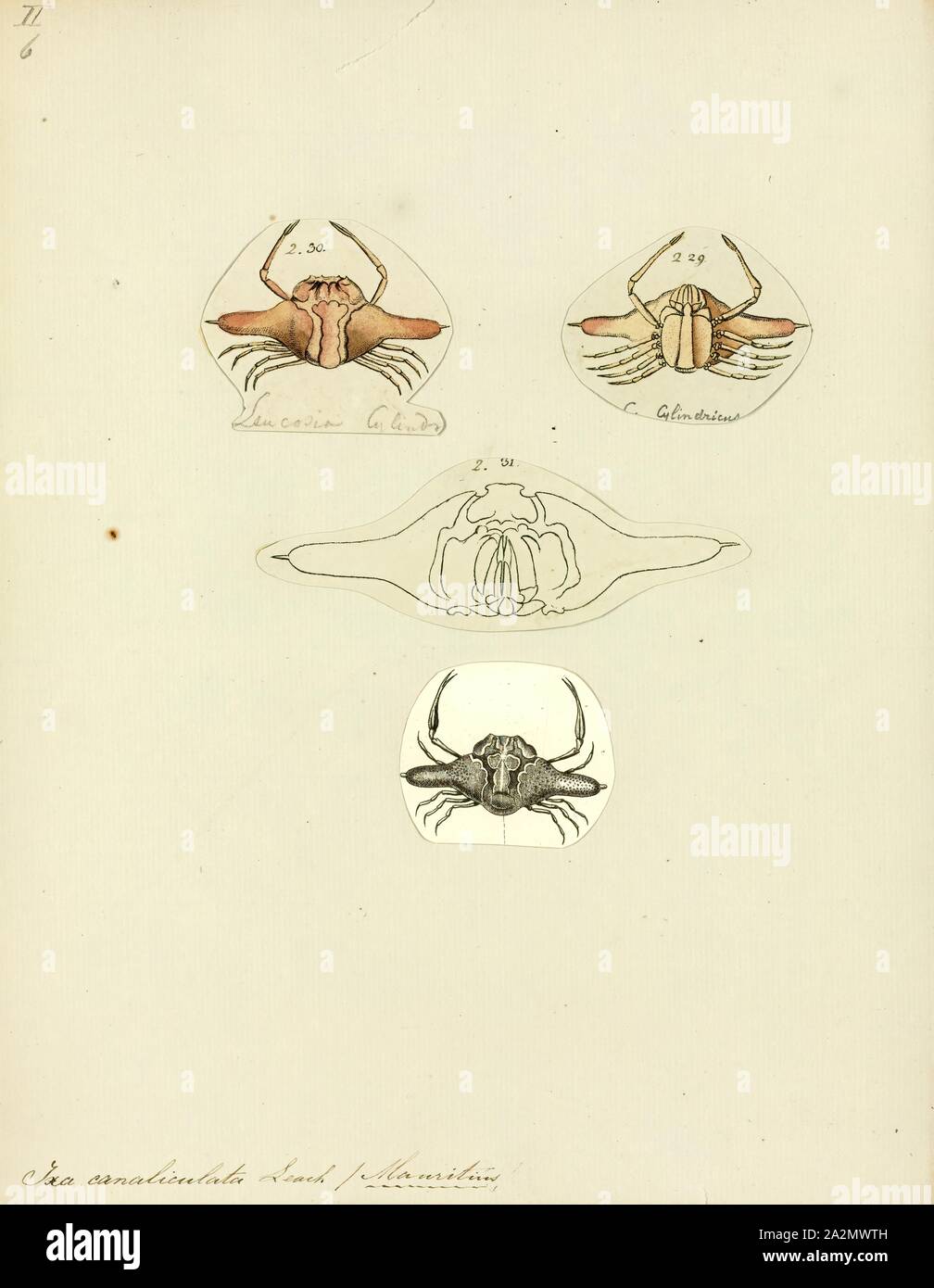 Ixa canaliculata, Print, Ixa is a genus of Indo-Pacific pebble crabs ...
