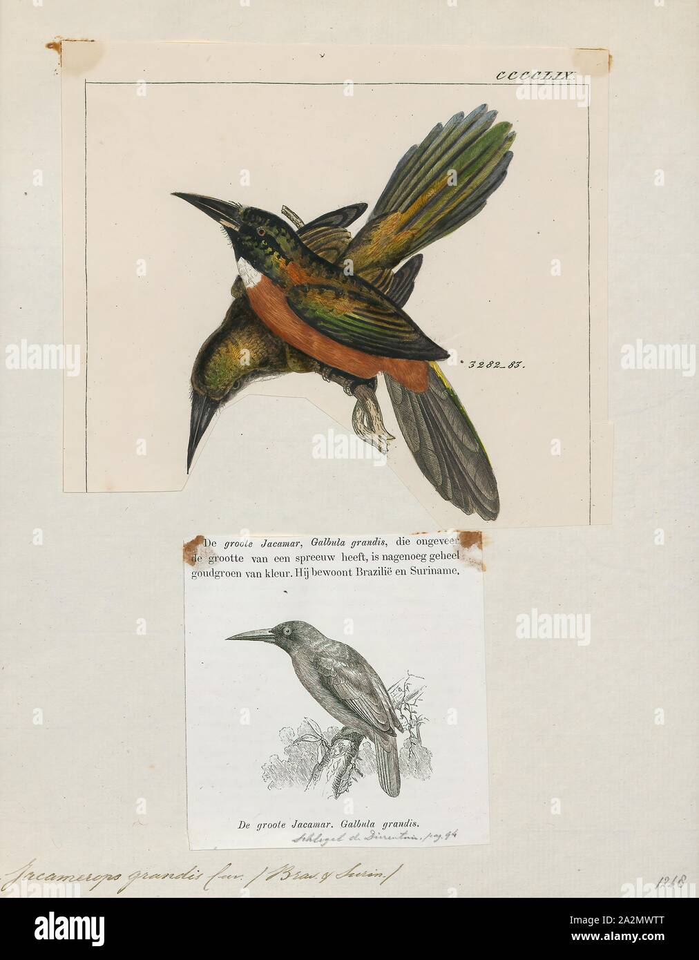 Monotypic genus jacamerops hi-res stock photography and images - Alamy