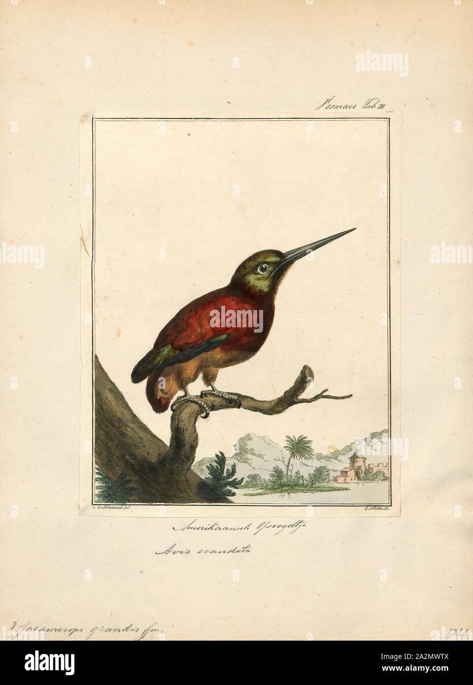 Jacamerops aureus hi-res stock photography and images - Alamy