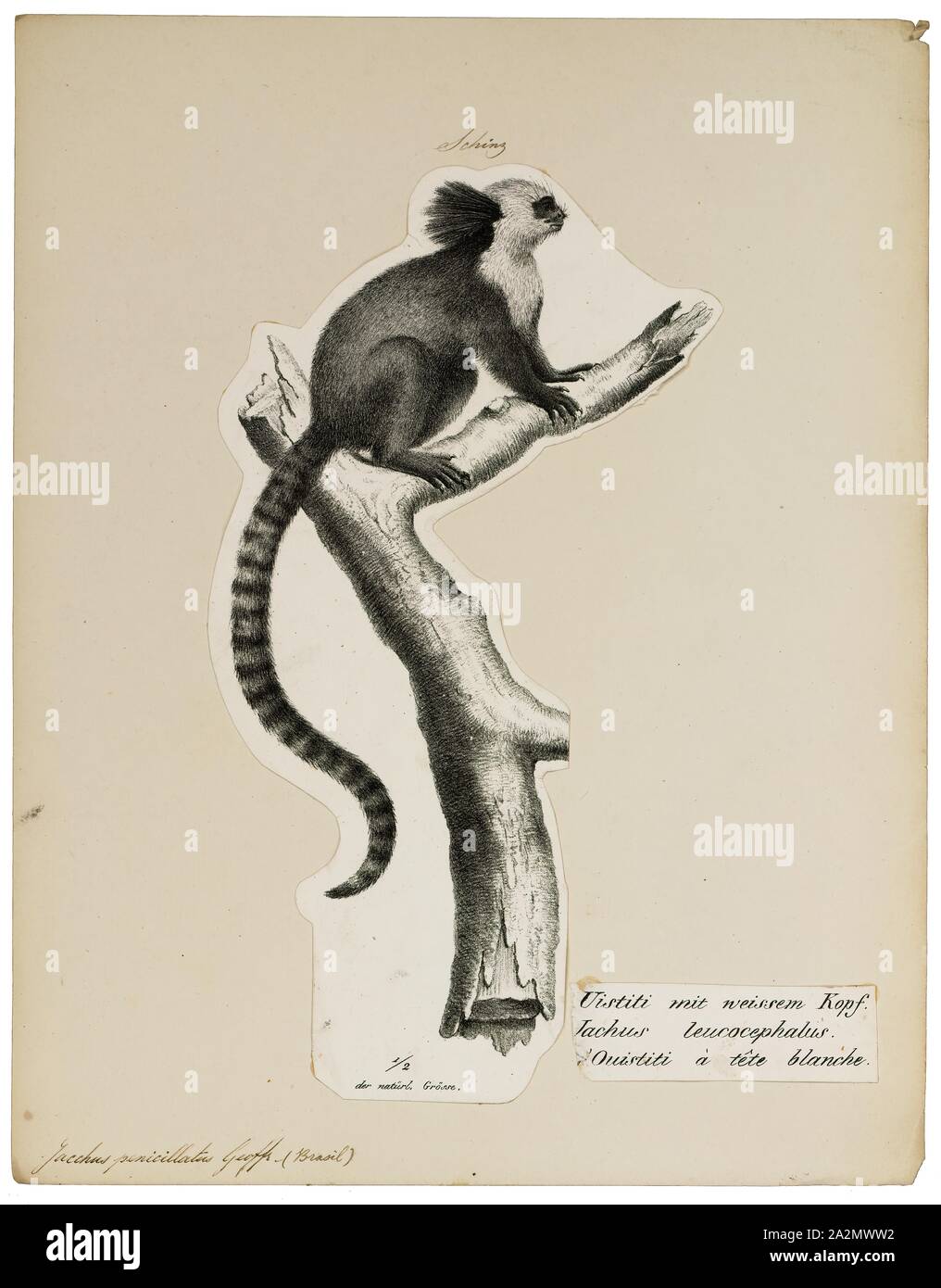 Print 1845 Cut Out Stock Images & Pictures - Alamy