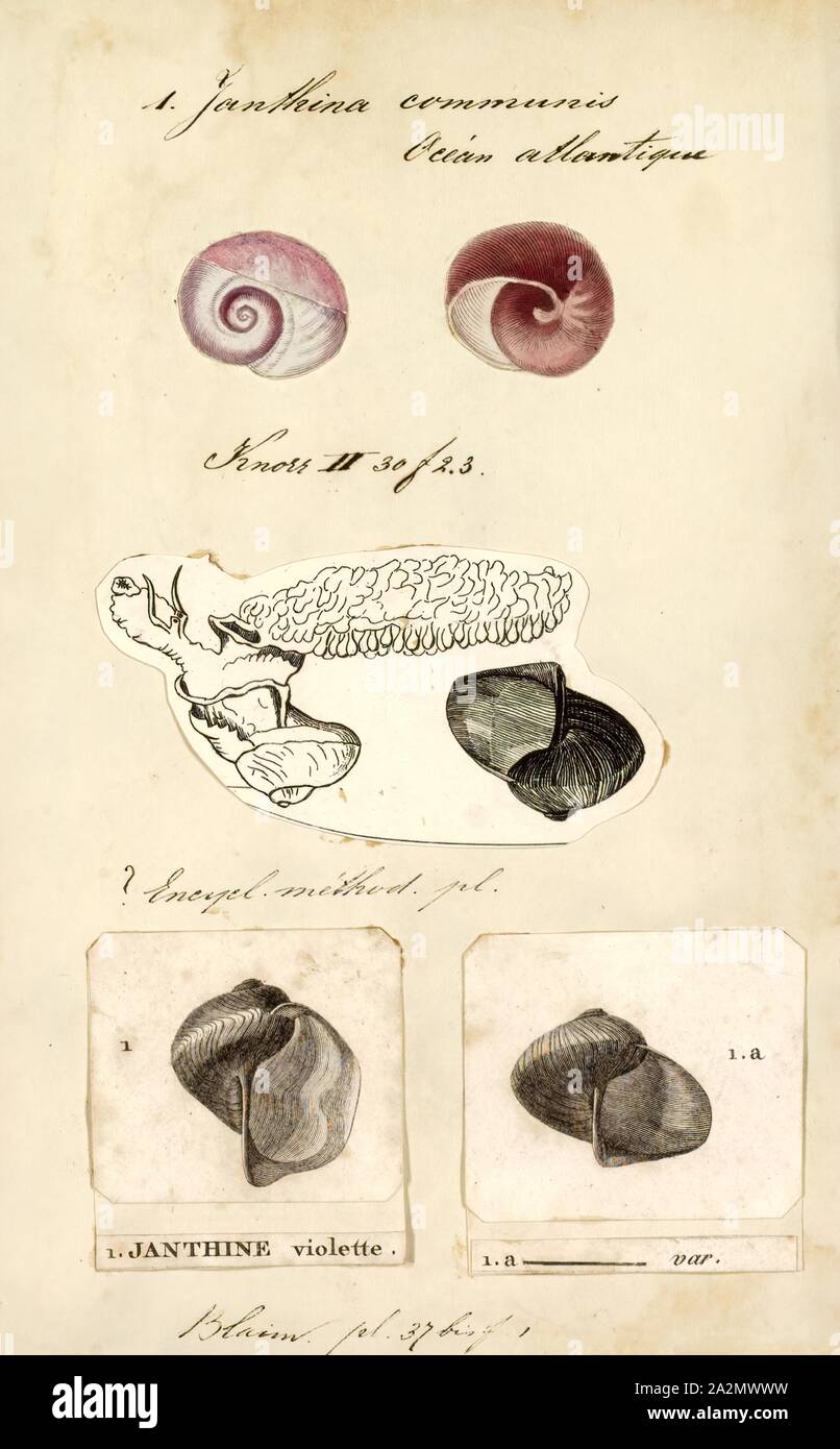 Janthina communis, Print, Janthina janthina, common name the violet sea ...
