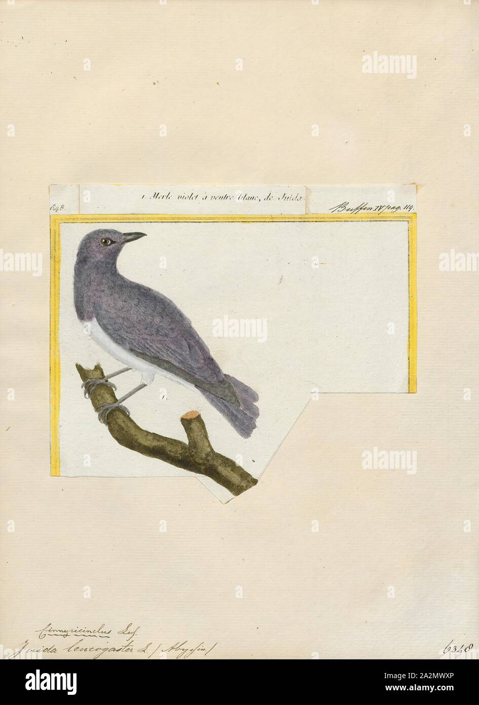 Juida leucogaster, Print, 1700-1880 Stock Photo - Alamy