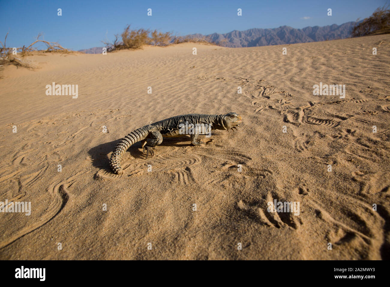 Dabb Lizards 'Egyptian spiny-tailed lizard (Uromastyx aegyptia) חרדון ...