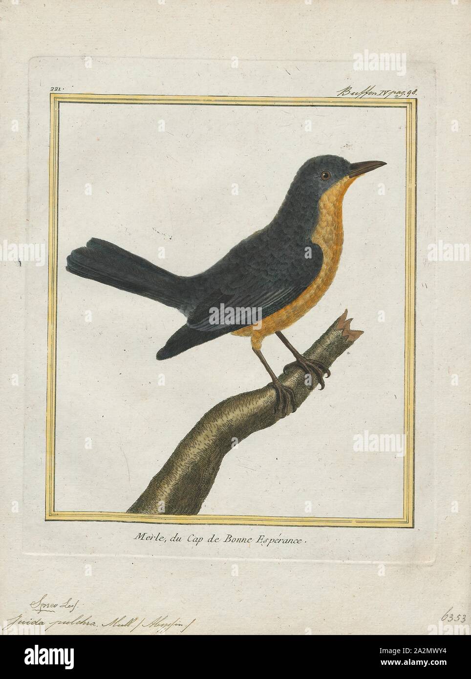 Pulchra hi-res stock photography and images - Alamy