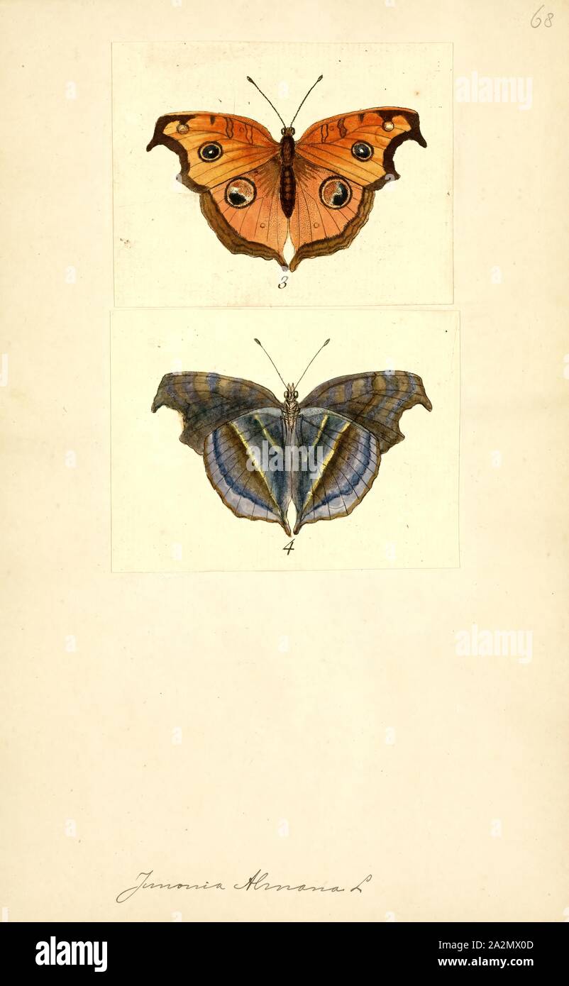 Junonia, Print, Junonia is a genus of nymphalid butterflies, described ...