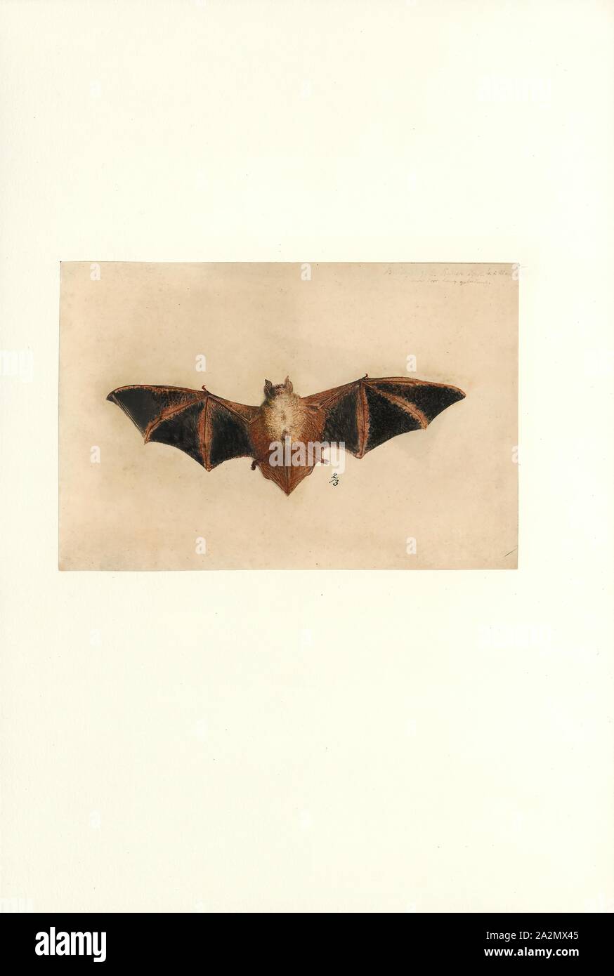 Vesper bat family hi-res stock photography and images - Alamy