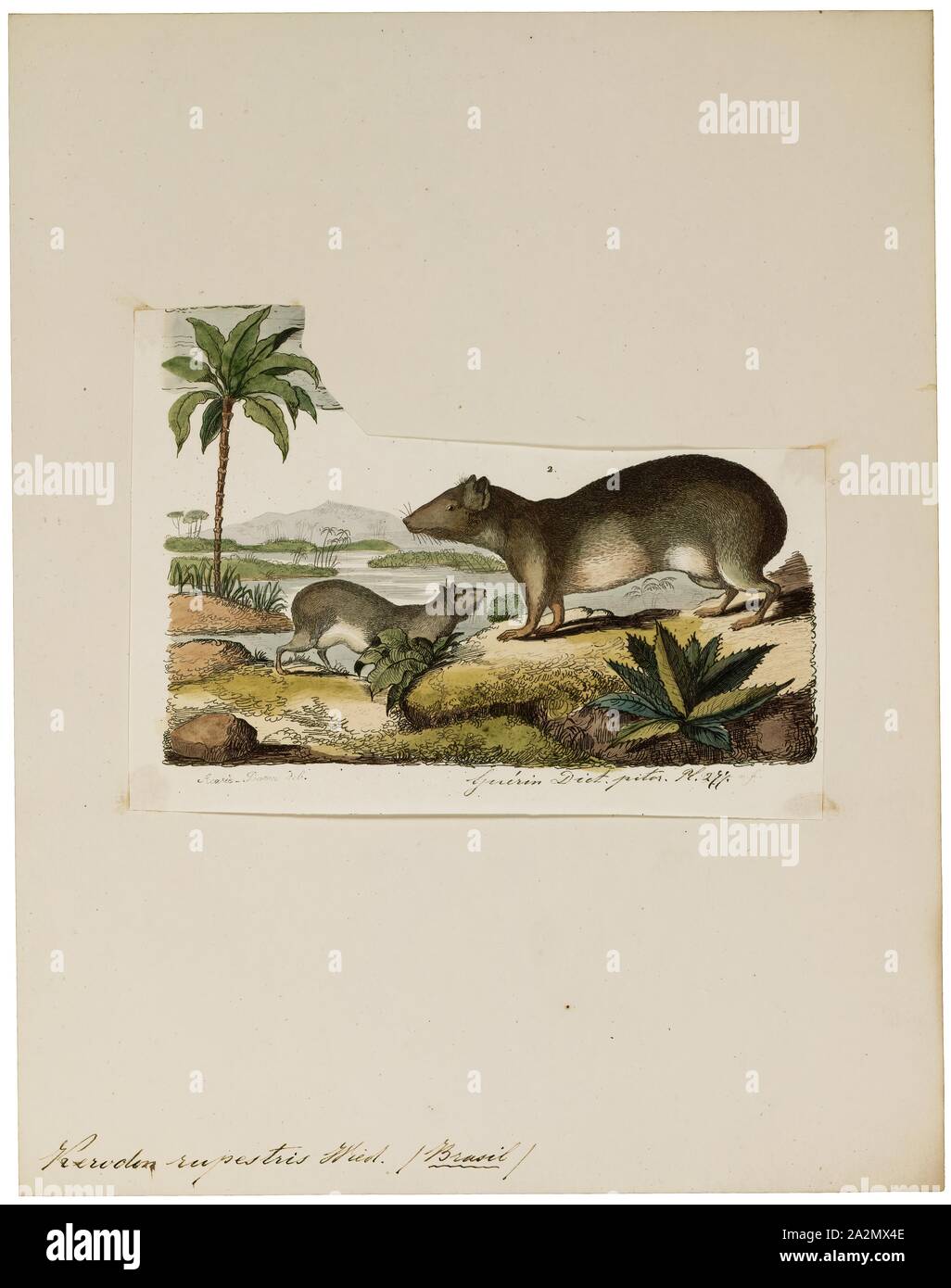 Cavy species endemic hi-res stock photography and images - Alamy