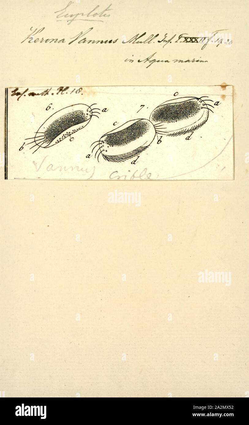 Kerona vannus hi-res stock photography and images - Alamy