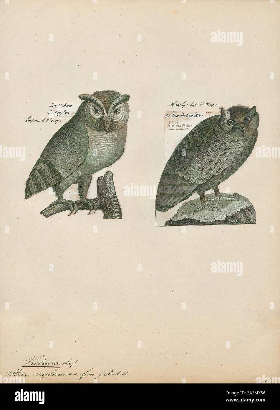 Ketupa ceylonensis hi-res stock photography and images - Alamy