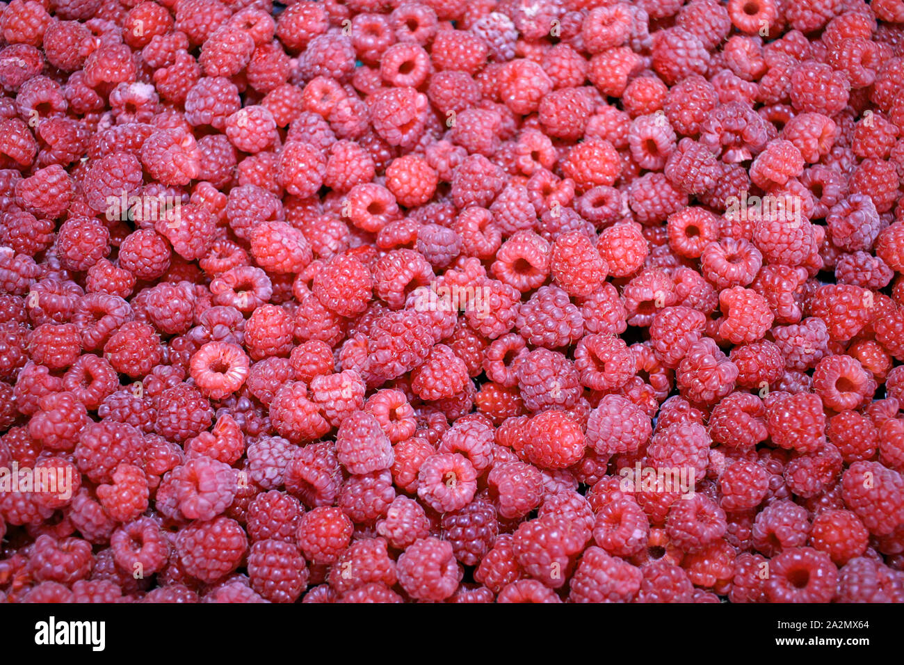 Raspberries pattern. Fresh organic raspberry background. Healthy eating ...
