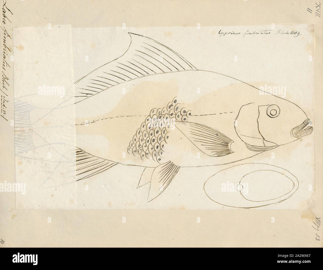 Labeo fimbriatus, Print, The fringed-lipped peninsula carp (Labeo ...