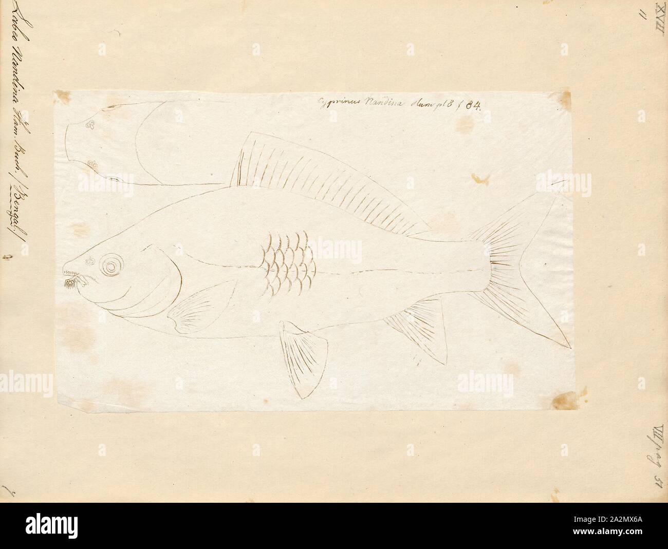 Labeo nandina, Print, Labeo nandina is a species of fish in the genus ...
