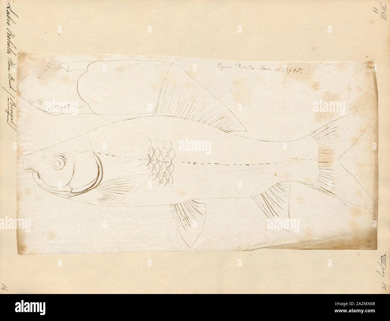 Labeo rohita, Print, The rohu, rui, or roho labeo (Labeo rohita) is a ...