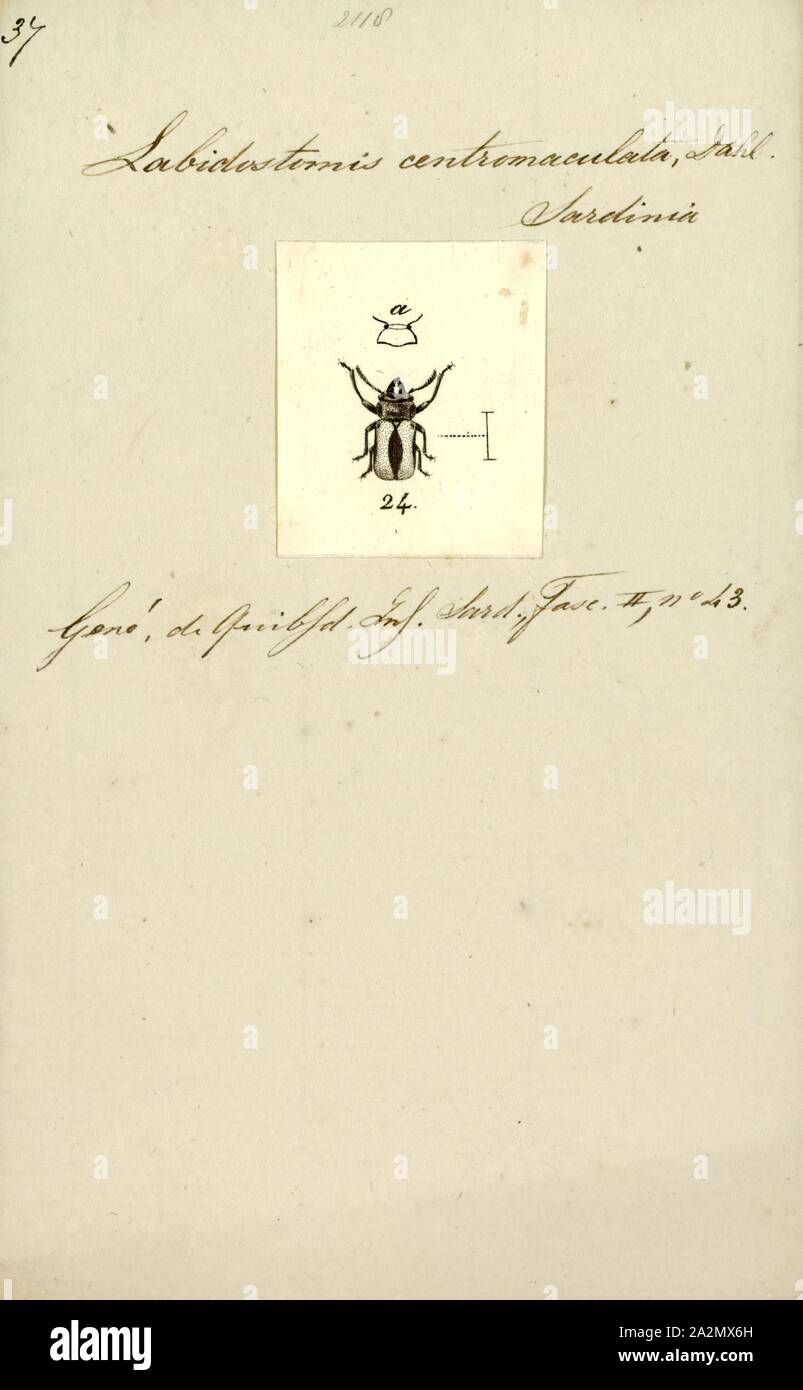 Labidostomis, Print, Labidostomis is a genus of short-horned leaf ...