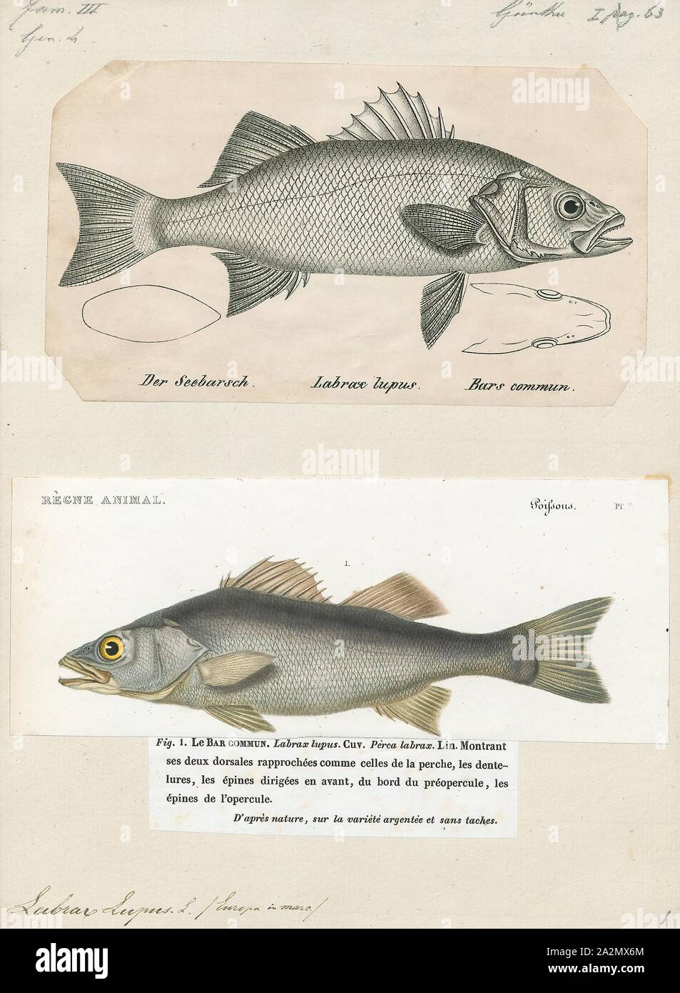 Labrax lupus hi-res stock photography and images - Alamy