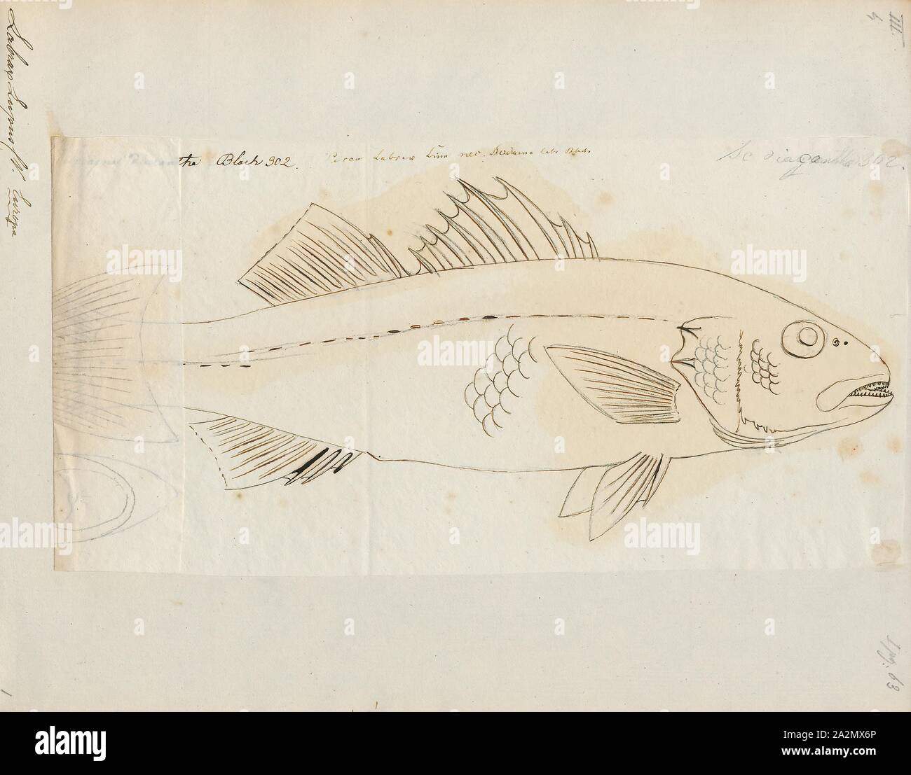 Labrax lupus hi-res stock photography and images - Alamy