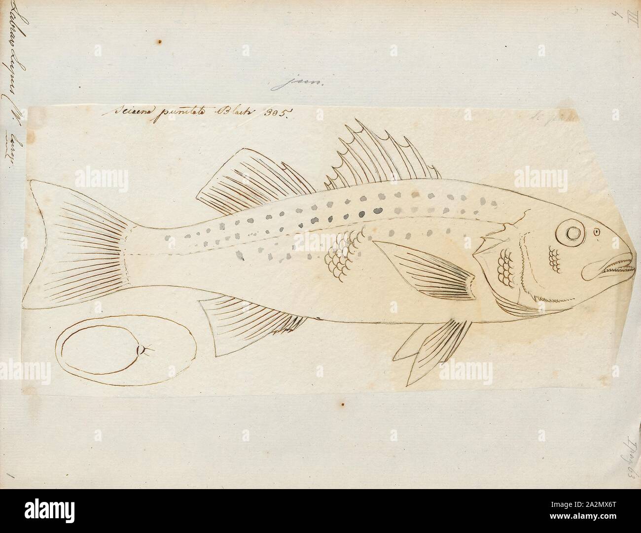 Labrax lupus hi-res stock photography and images - Alamy