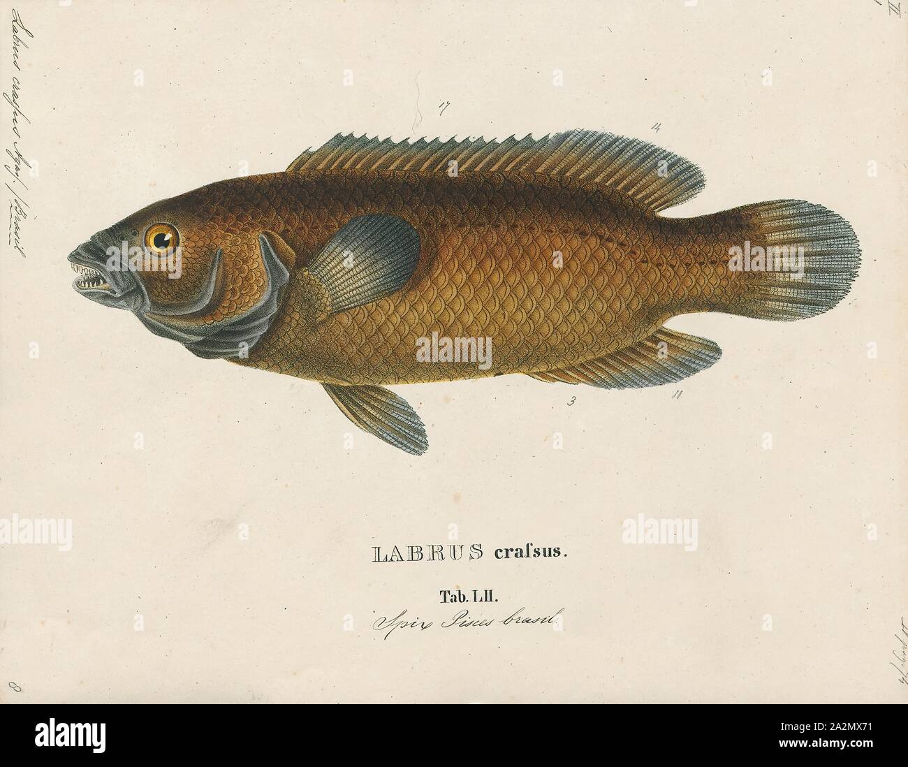 Labrus crassus hi-res stock photography and images - Alamy