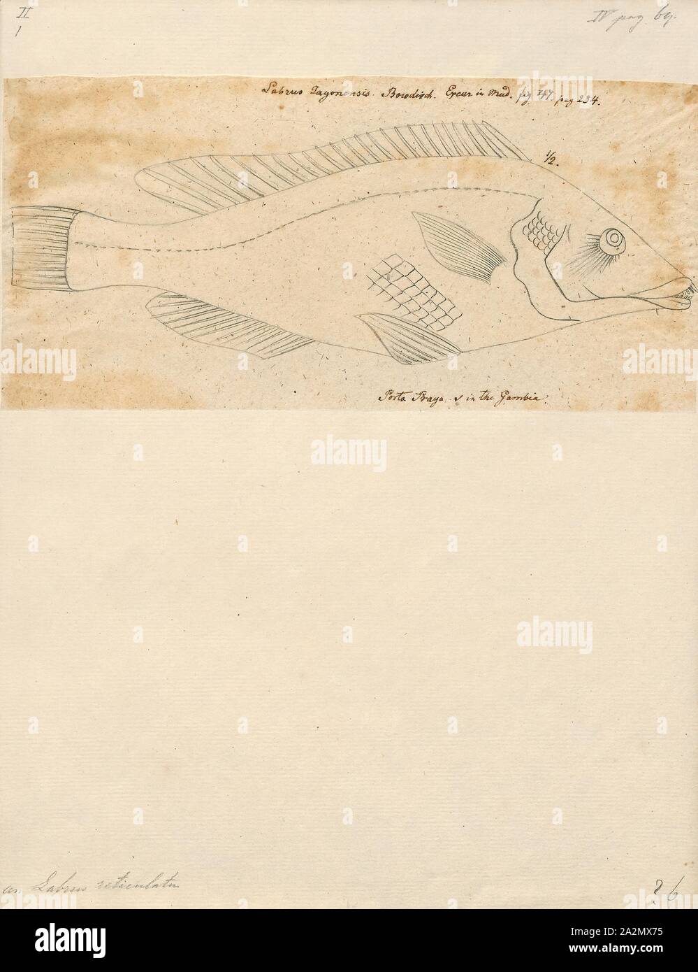 Labrus jagonensis, Print, Labrus is a genus of wrasses native to the ...