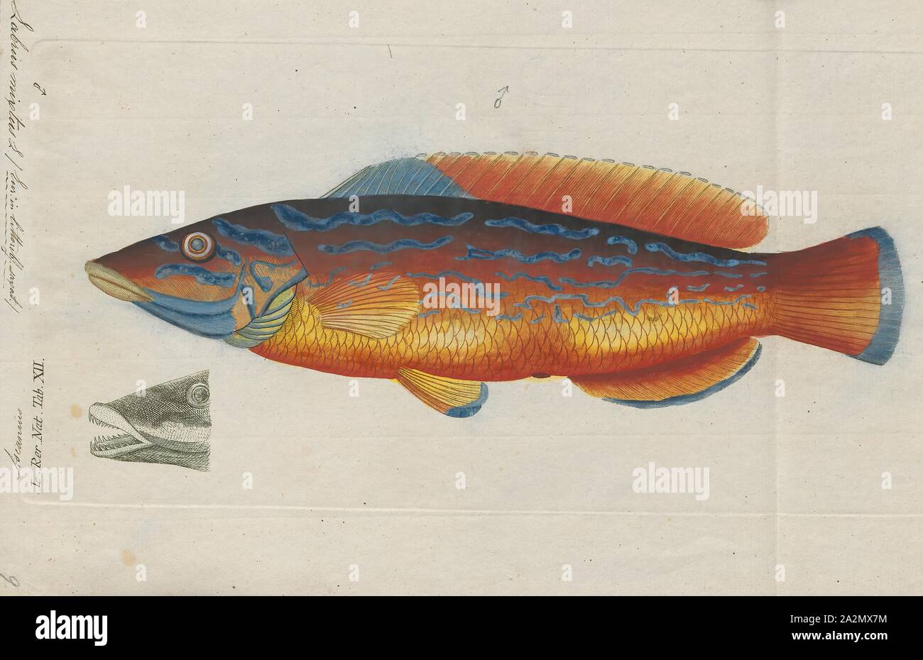 Important food fish species hi-res stock photography and images - Alamy