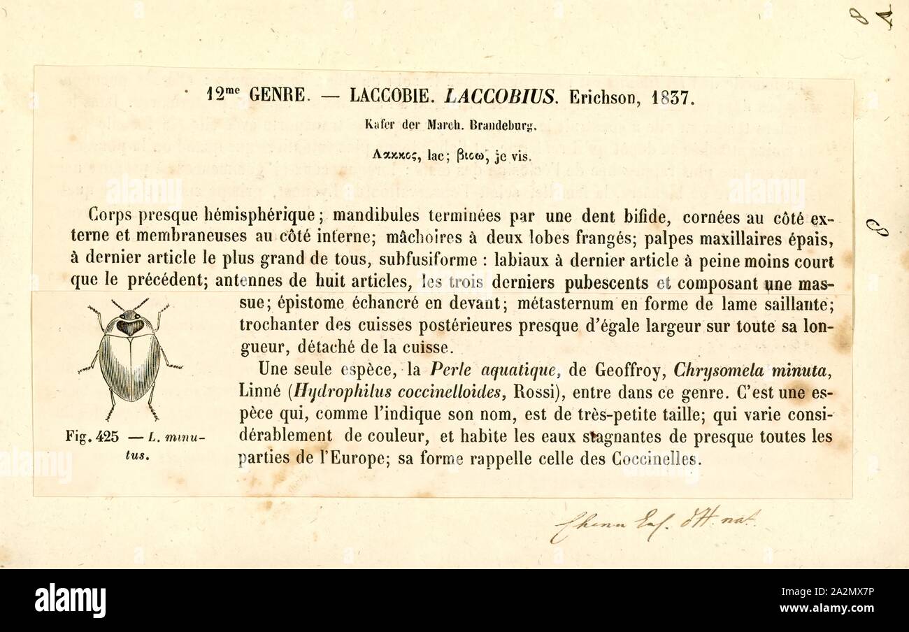 Laccobius hi-res stock photography and images - Alamy