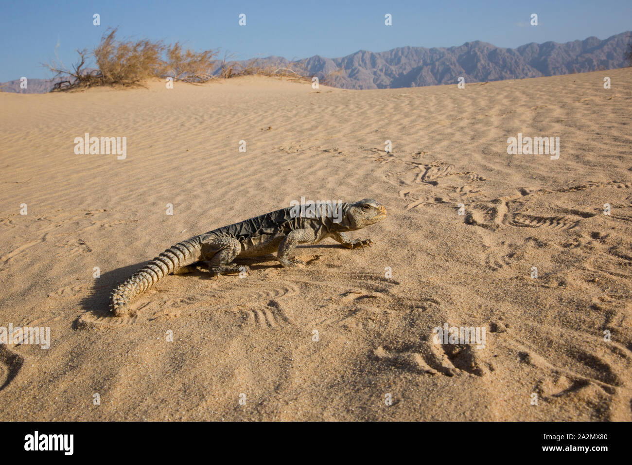 Dabb Lizards 'Egyptian spiny-tailed lizard (Uromastyx aegyptia) חרדון ...
