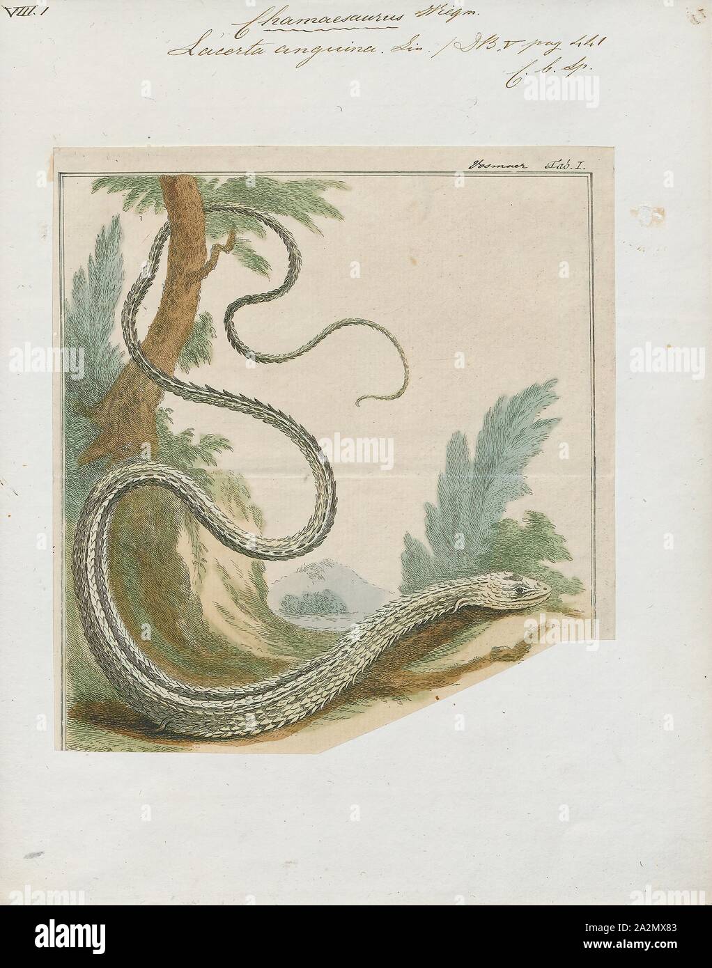 Anguina hi-res stock photography and images - Alamy