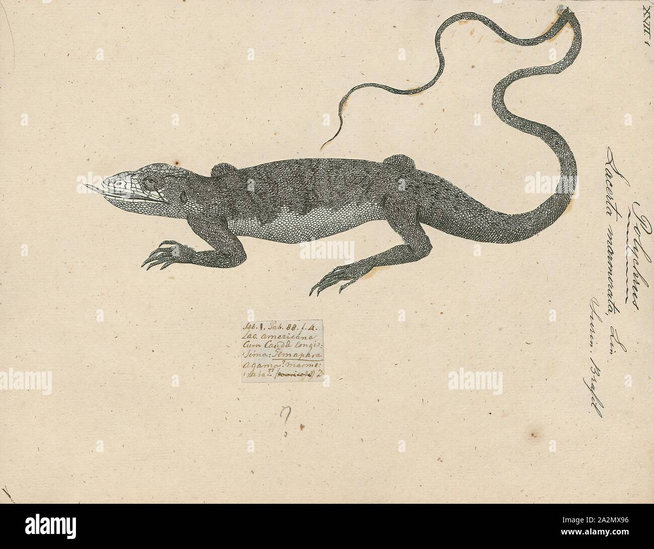 Marmorata hi-res stock photography and images - Alamy