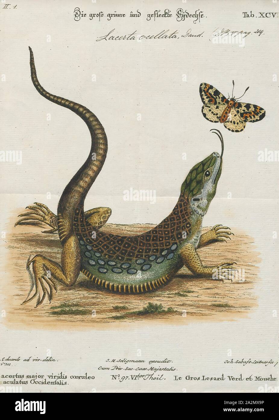 Lacerta ocellata hi-res stock photography and images - Alamy