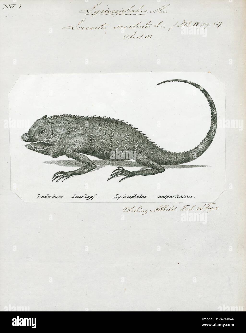 Lacerta scutata, Print, 1700-1880 Stock Photo - Alamy