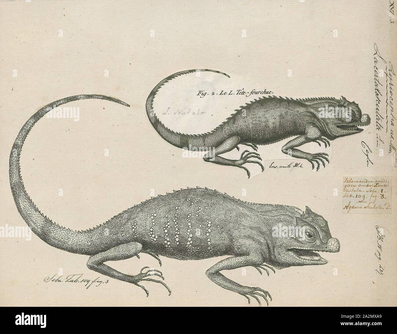 Lacerta scutata, Print, 1700-1880 Stock Photo - Alamy