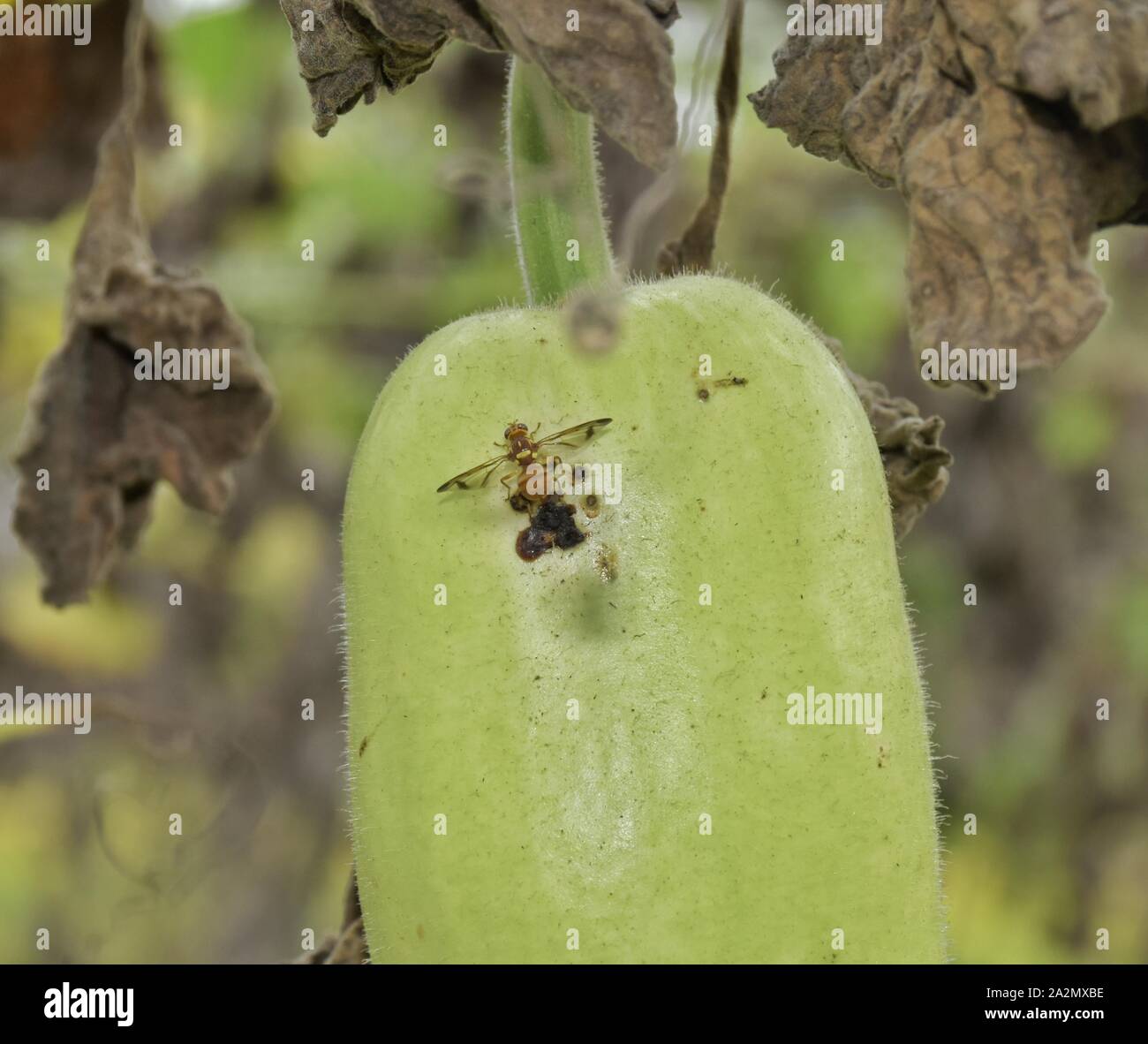 Cucurbit fruit fly Bactrocera cucurbitae is one of the most important ...