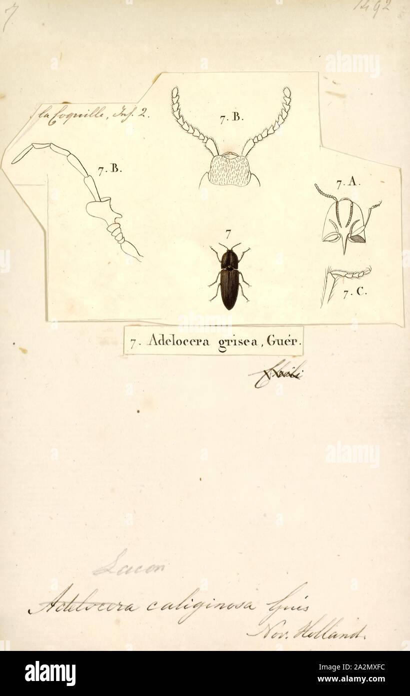 Lacon hi-res stock photography and images - Alamy