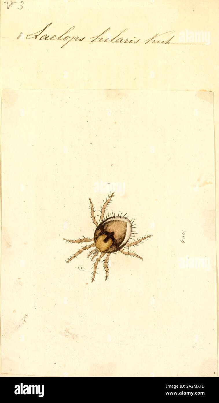 Laelaps hi-res stock photography and images - Alamy