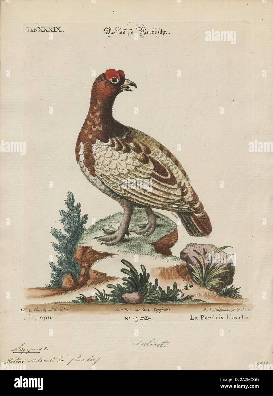 Lagopus albus, Print, The willow ptarmigan (Lagopus lagopus) is a bird ...