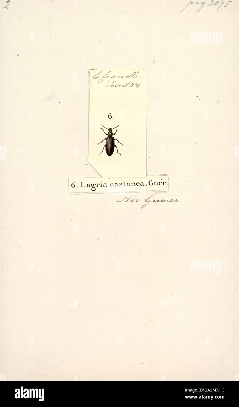 Lagria, Print, Lagria hirta is a species of beetles in the family ...