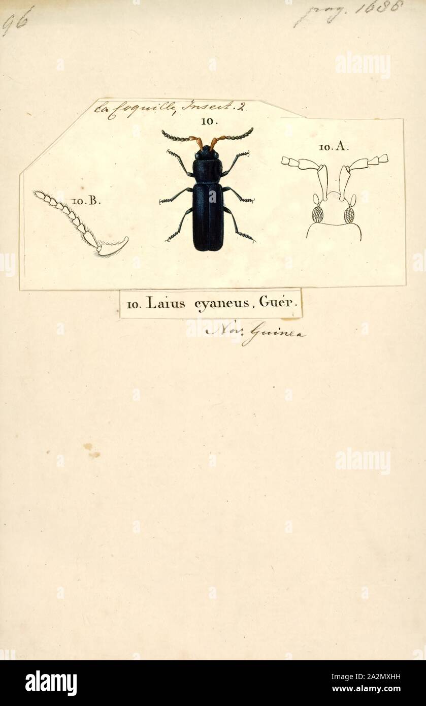 Laius hi-res stock photography and images - Alamy